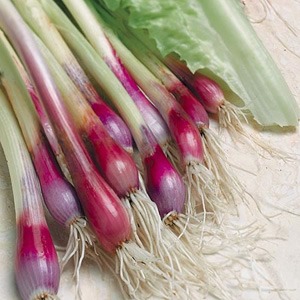 Different Onion Varieties Lists That You Should Know - Sumo Gardener