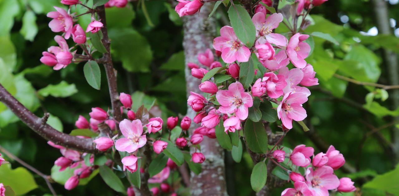 Beautiful Trees For Privacy Between Houses - Sumo Gardener