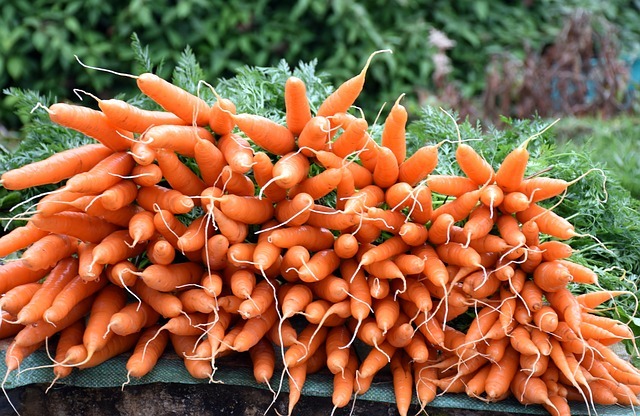 Carrots Fertilizer Requirements and Best Fertilizers to Use - Sumo Gardener
