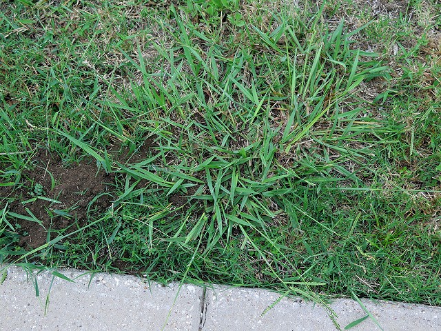 Effective Ways on How to Kill Dallisgrass - Sumo Gardener