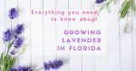 Growing Lavender in Florida - Everything You Need to Know about