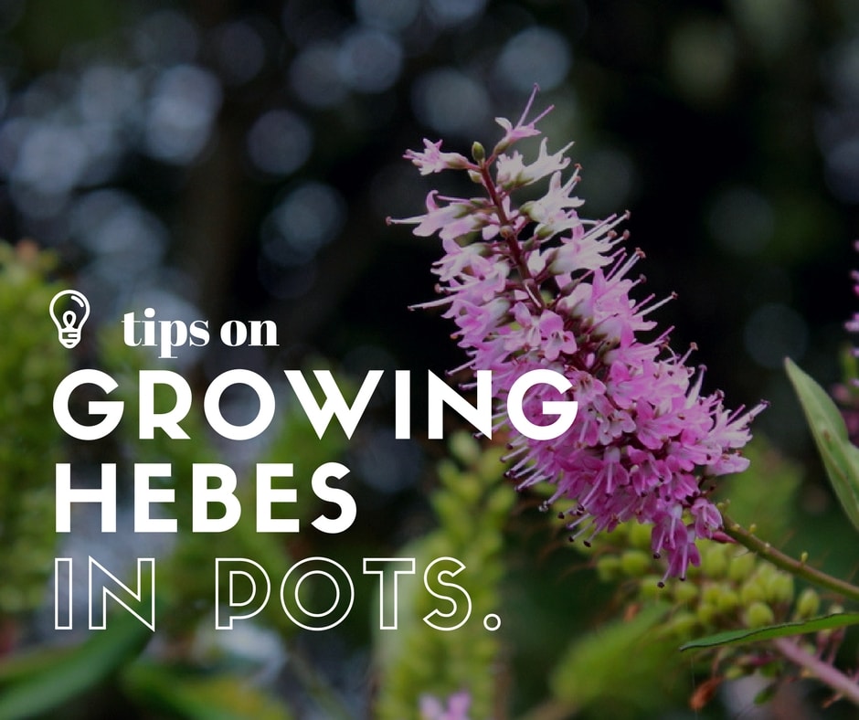 Tips on Growing Hebes in Pots That You Should Know