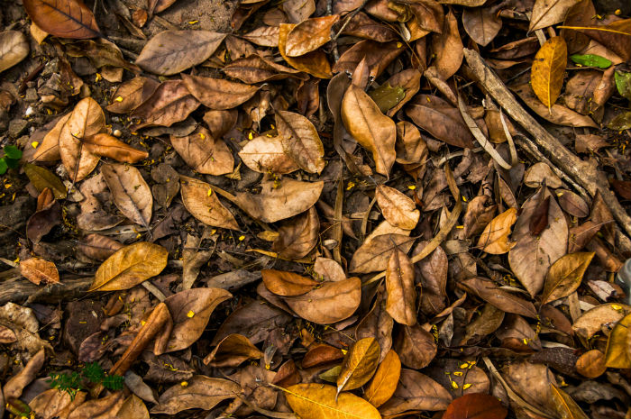 How to Get Rid and Prevent Maggot in Compost - Sumo Gardener