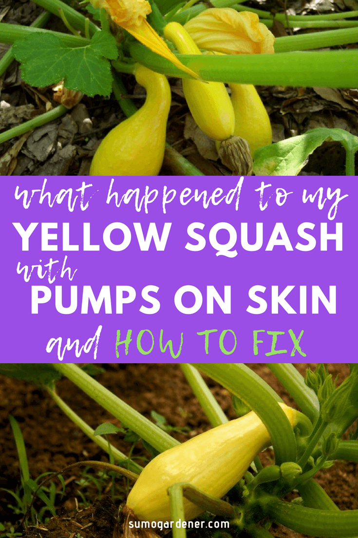 What Happened to My Yellow Squash With Bumps on Skin - Sumo Gardener