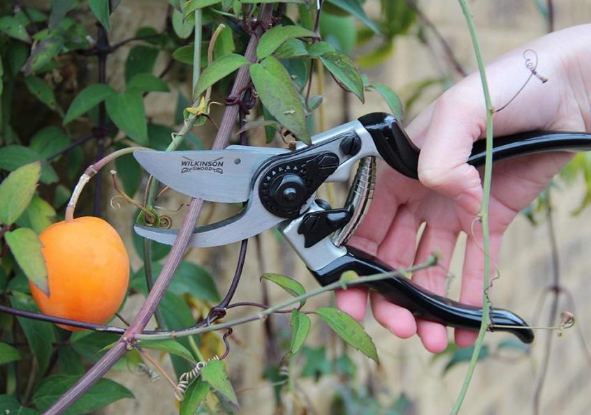 10 Great Tools Every Gardener Should Own - Sumo Gardener