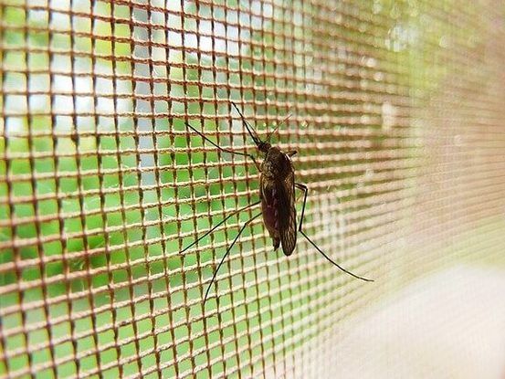 14 Best Mosquito Killers, Traps, and Repellents for 2025