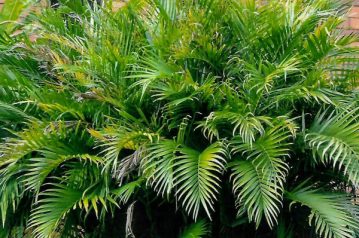 Cat Palms Care – Everything You Need to Know