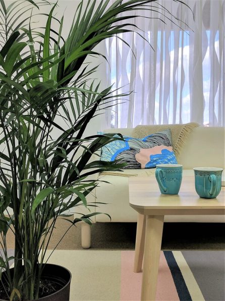 Cat Palms Care – Everything You Need to Know