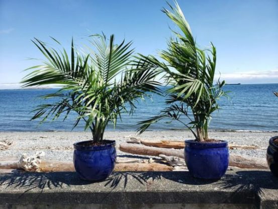 Cat Palms Care – Everything You Need to Know