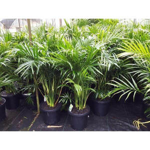 Cat Palms Care – Everything You Need to Know