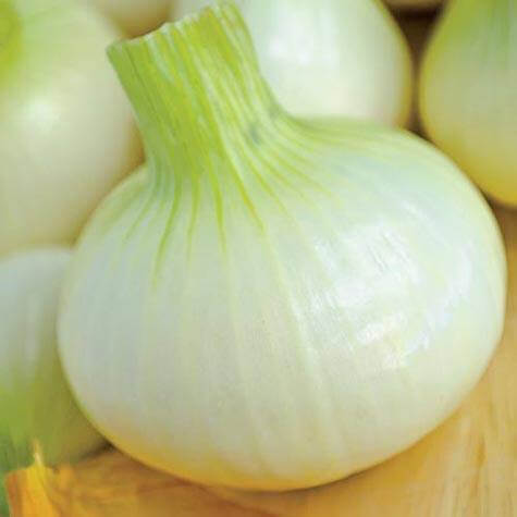 Different Onion Varieties Lists That You Should Know - Sumo Gardener