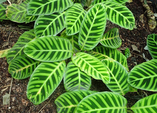 Stunning Calathea Types For Your Home - Sumo Gardener