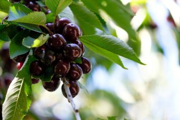 Black Cherry Tree (Prunus Serotina) Growing Guide