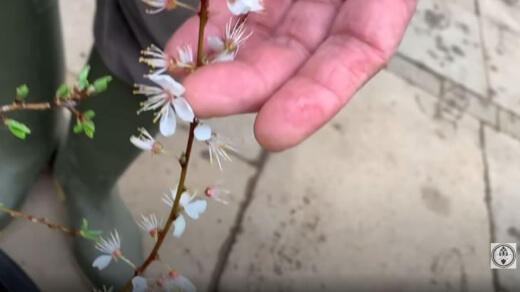 Literati Bonsai – Easy Step-by-Step Beginners’ Guide