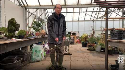 Literati Bonsai – Easy Step-by-Step Beginners’ Guide