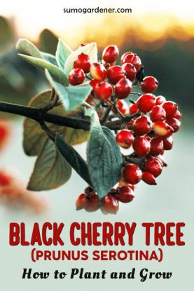 Black Cherry Tree (Prunus Serotina) Growing Guide