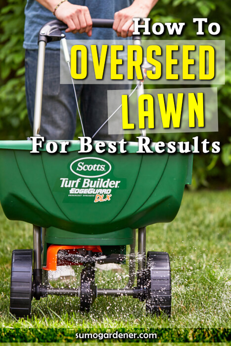 How to Overseed Lawn Without Aerating - Sumo Gardener