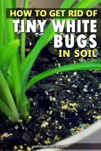How to Get Rid of Tiny White Bugs in Soil - Sumo Gardener