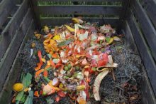 Maggots in Compost? Good or Bad? What you need to know