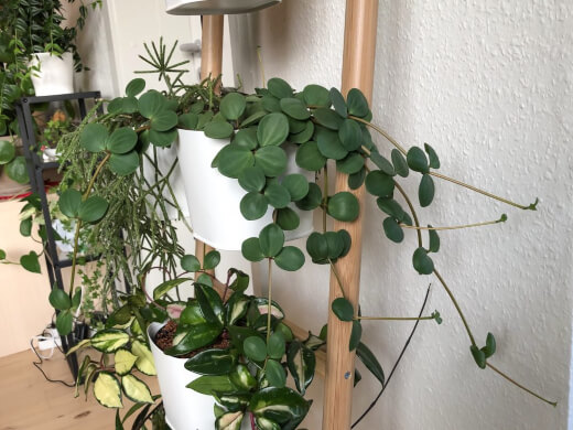 Peperomia Hope Growing and Care Guide - Sumo Gardener