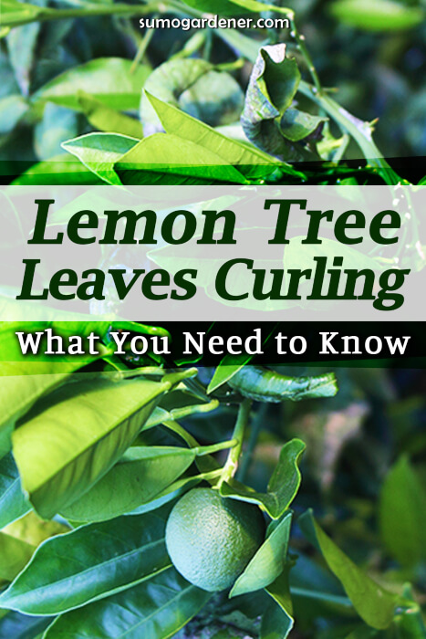 Lemon Tree Leaves Curling: What You Need to Know | Sumo Gardener