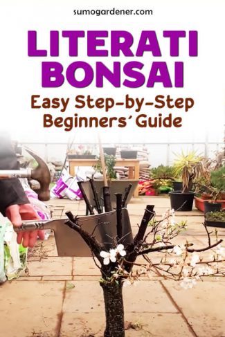 Literati Bonsai – Easy Step-by-Step Beginners’ Guide