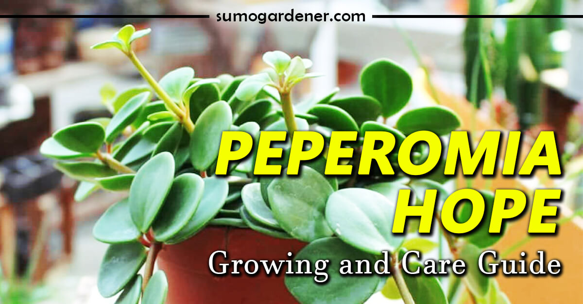 Peperomia Hope Growing and Care Guide - Sumo Gardener