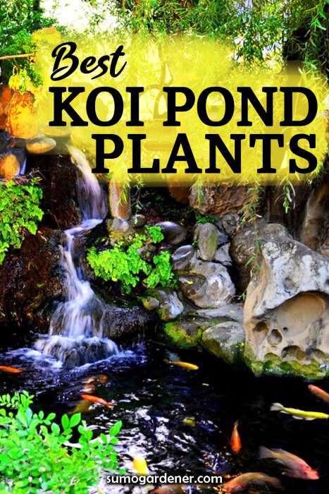 Best Koi Pond Plants - Sumo Gardener