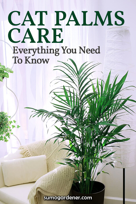 Cat Palms Care – Everything You Need to Know