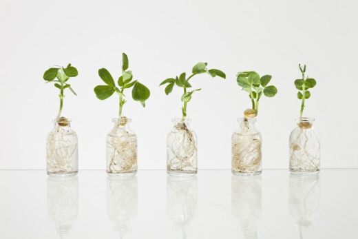 5 Best Rooting Hormone to Use for Propagation (2025 Review)