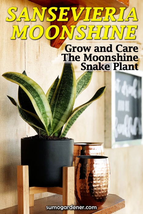 Sansevieria Moonshine | Grow and Care The Moonshine Snake Plant - Sumo Gardener