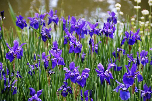 Best Koi Pond Plants - Sumo Gardener