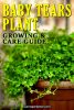 Baby Tears Plant | Growing and Care guide - Sumo Gardener