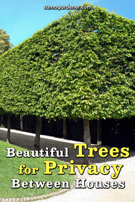 Beautiful Trees For Privacy Between Houses - Sumo Gardener