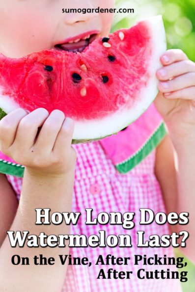 How Long Does Watermelon Last on the Vine, After Picking, After Cutting?