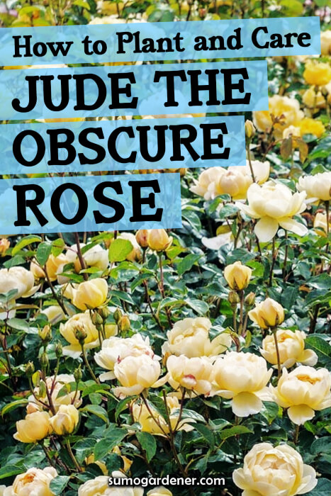Jude the Obscure Rose | How to Plant and Care