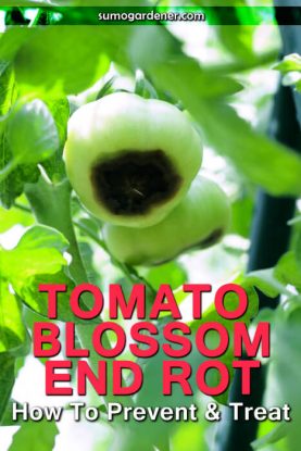 Tomato Blossom End Rot – Prevent and Treat Tomatoes Rotting | Sumo Garden