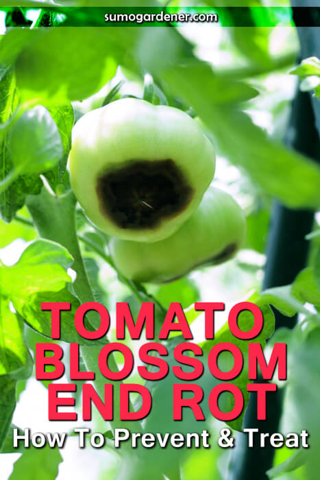 Tomato Blossom End Rot – Prevent and Treat Tomatoes Rotting | Sumo Garden