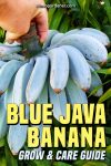 Blue Java Banana | Grow & Care Guide - Sumo Gardener