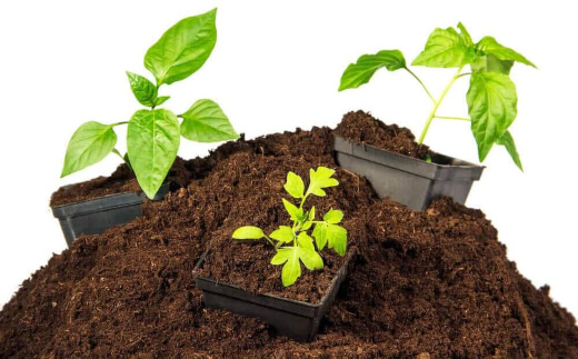 Mixing Peat Moss with Soil | Pros & Cons Guide - Sumo Gardener