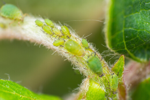 Aphids – How To Identify And Control Them - Sumo Gardener