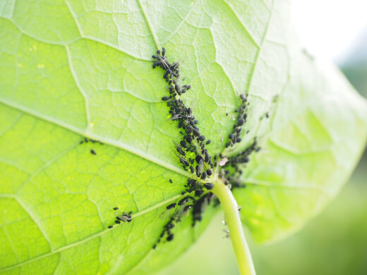 Aphids – How To Identify And Control Them - Sumo Gardener