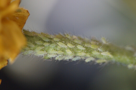 Aphids – How To Identify And Control Them - Sumo Gardener