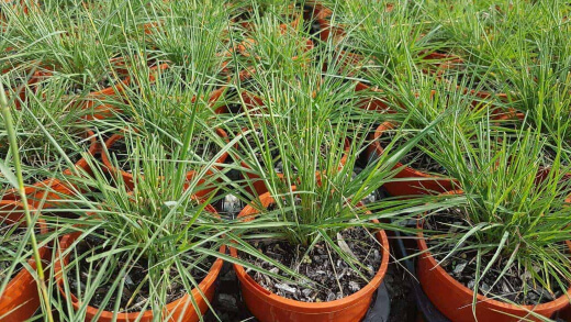 Lemongrass Plants – Learn Their Types and Uses - Sumo Gardener