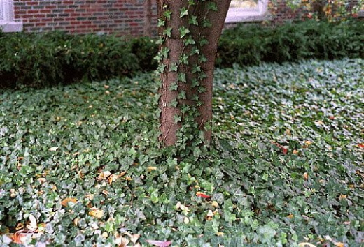 How To Kill Ivy Effectively Both on The Ground and the Tree