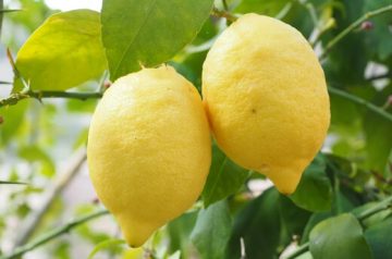 Lemon Trees – How to Grow and Care Guide - Sumo Gardener