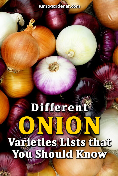 Different Onion Varieties Lists That You Should Know - Sumo Gardener