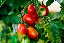 5 Sweetest Tomatoes to Grow at Home - Sumo Gardener