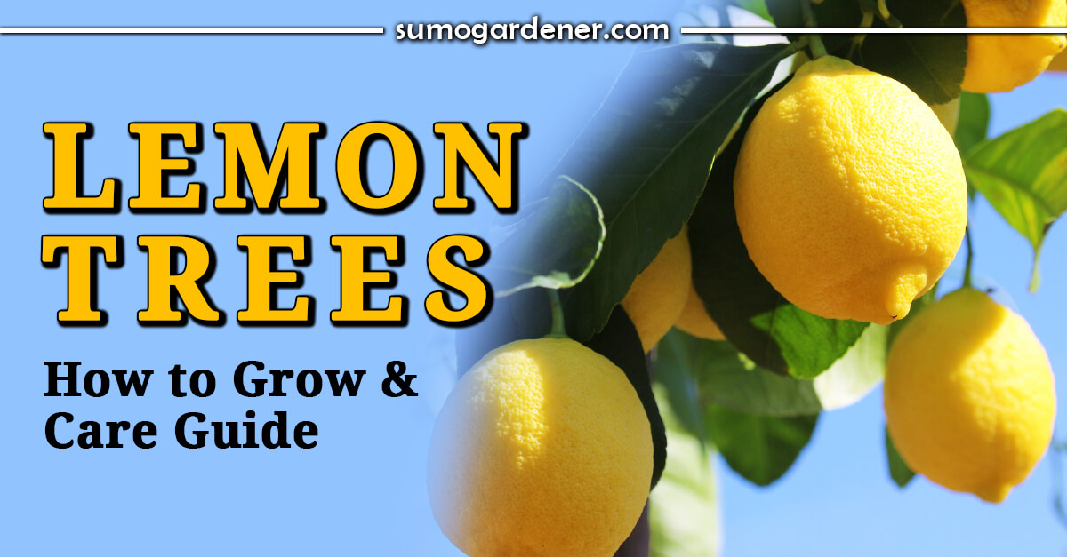 Lemon Trees – How to Grow and Care Guide - Sumo Gardener