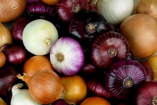 Different Onion Varieties Lists That You Should Know - Sumo Gardener